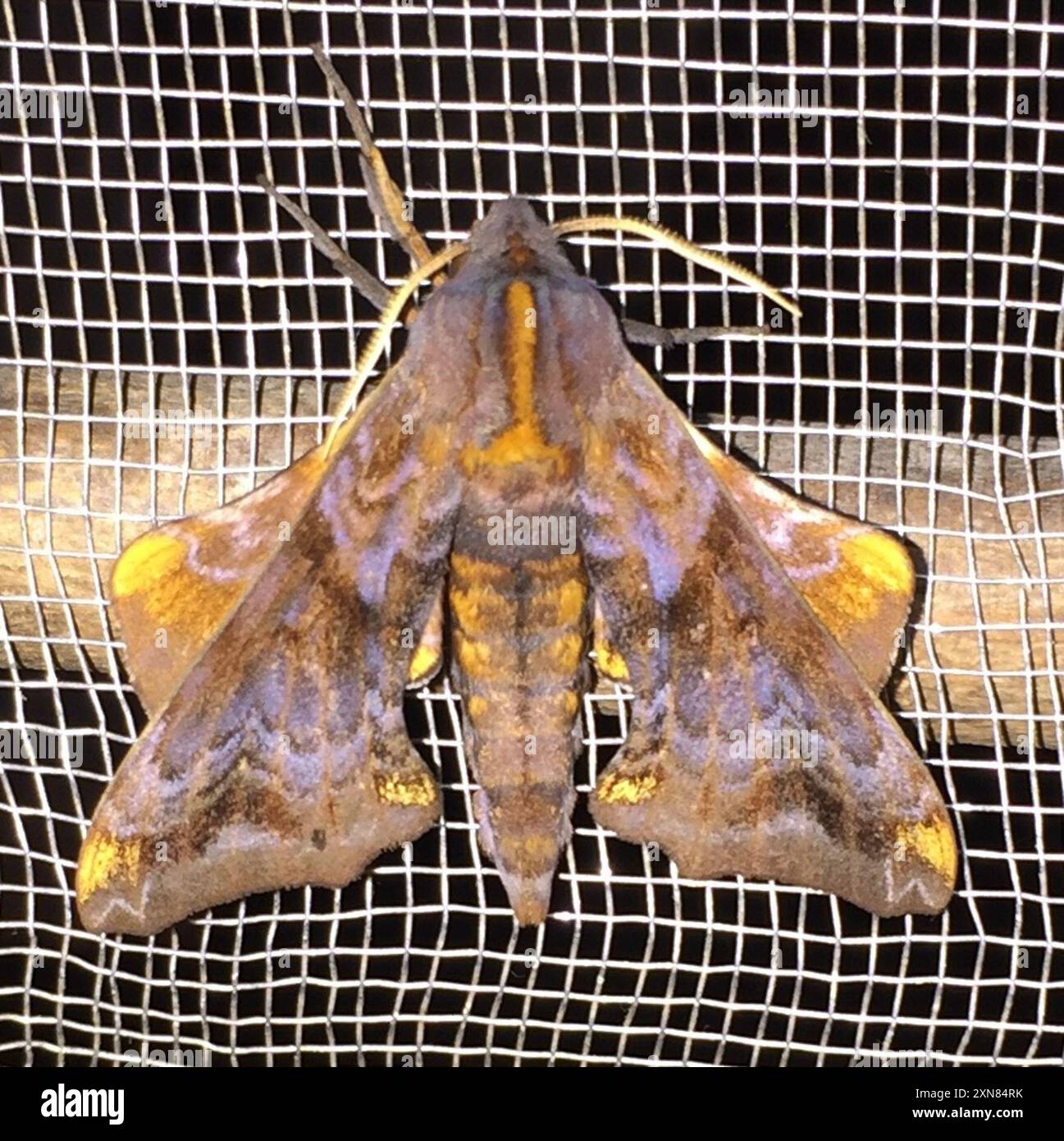 Small-eyed Sphinx (Paonias myops) Insecta Stock Photo - Alamy