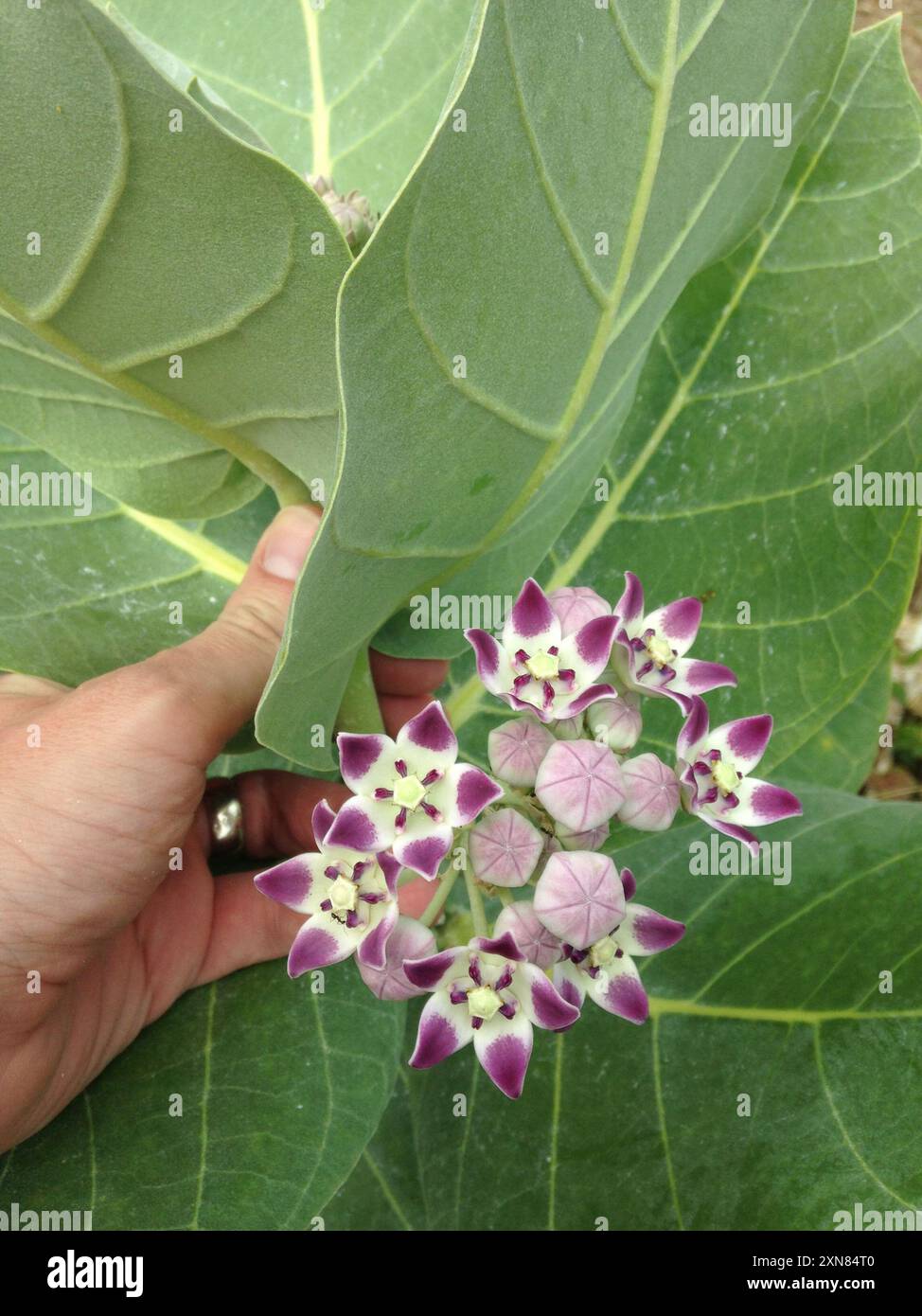 giant milkweed (Calotropis procera) Plantae Stock Photo - Alamy