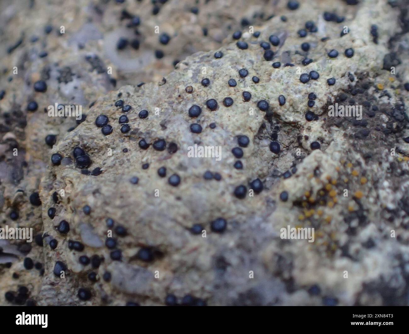 Frosted Grain-spored Lichen (Sarcogyne regularis) Fungi Stock Photo - Alamy