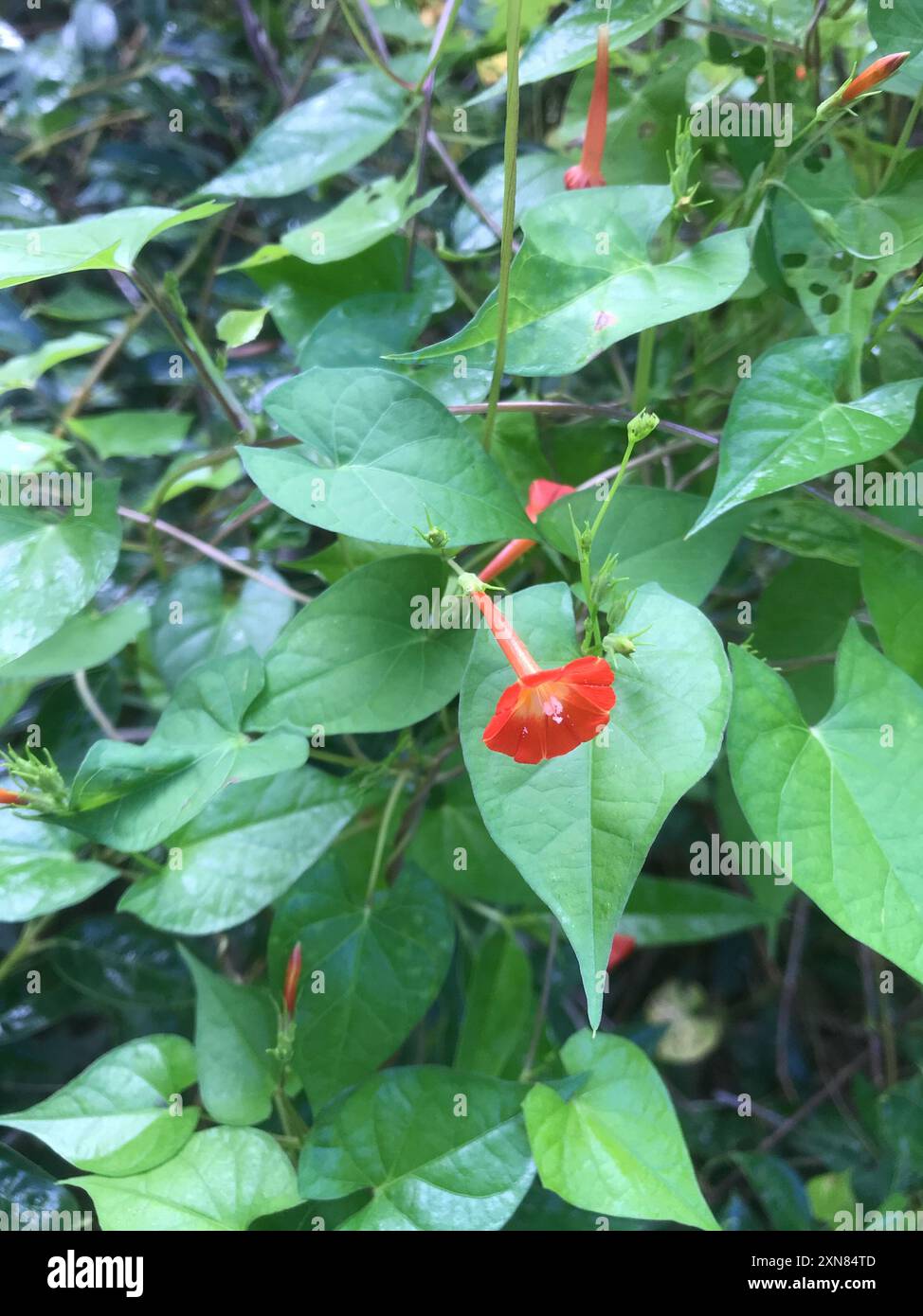 red morning glory (Ipomoea coccinea) Plantae Stock Photo - Alamy