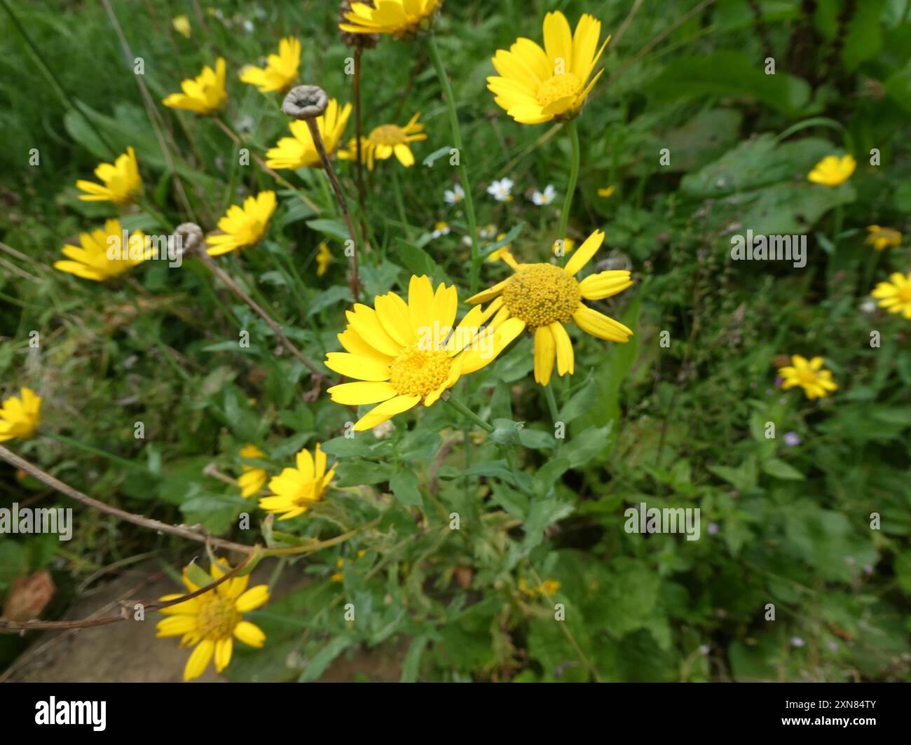 Corn Marigold (Glebionis segetum) Plantae Stock Photo - Alamy