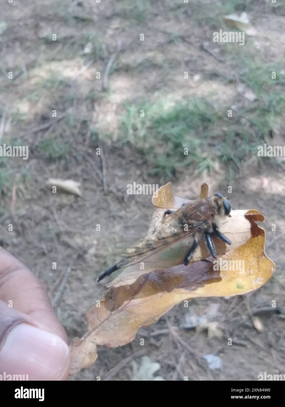 Red-footed Cannibal Fly (Promachus rufipes) Insecta Stock Photo - Alamy