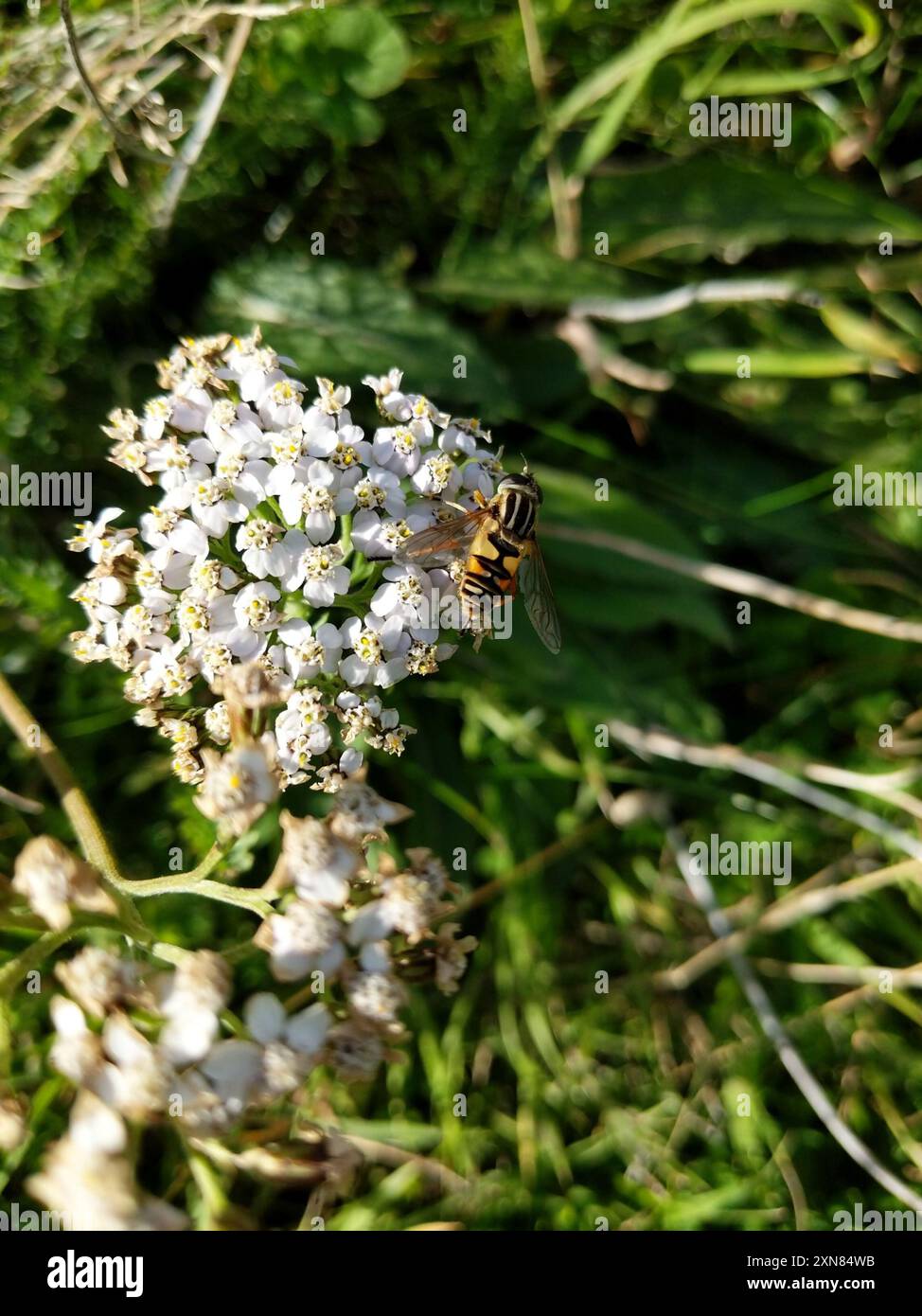 Sun Fly (Helophilus pendulus) Insecta Stock Photo - Alamy