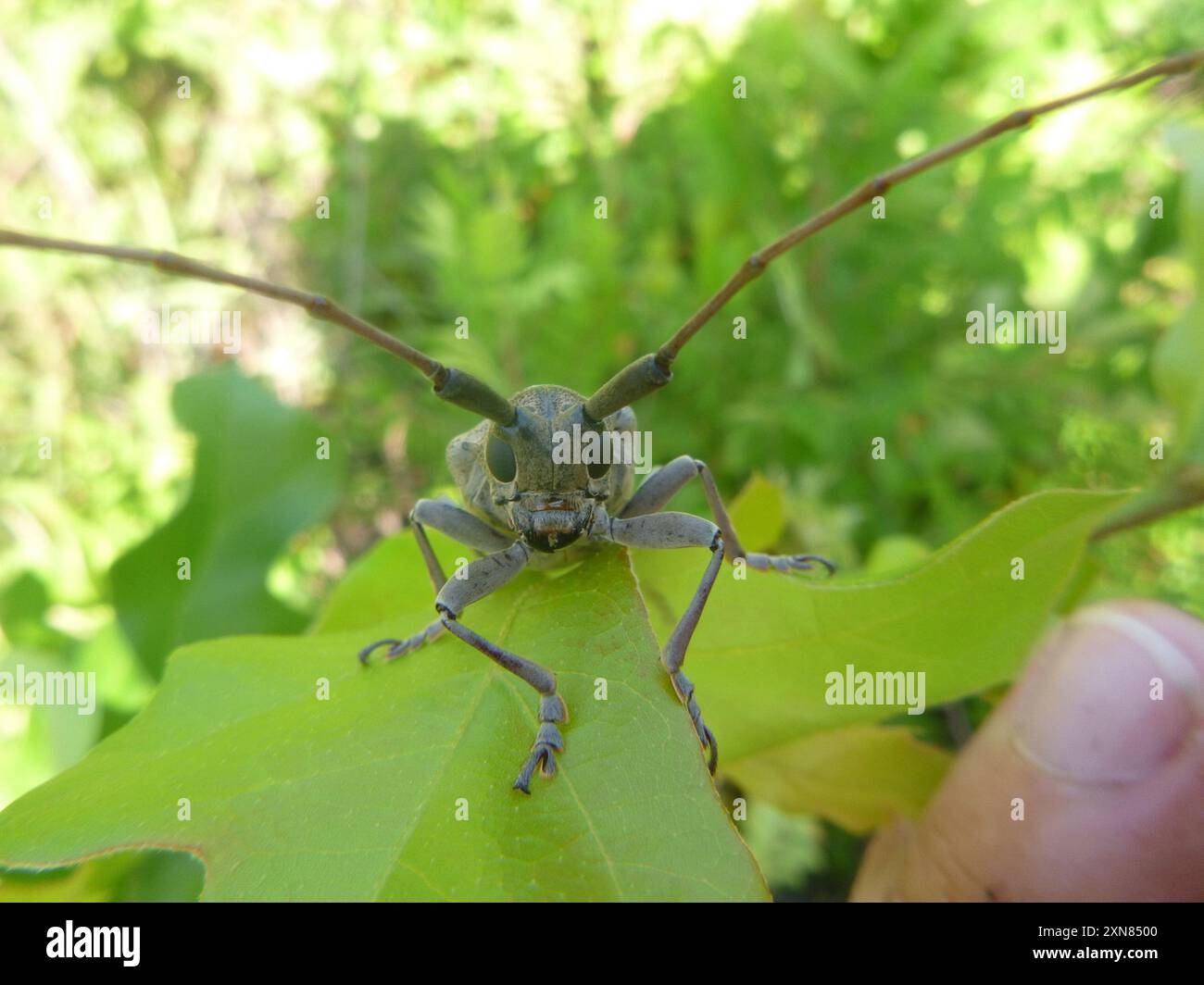 Oak Sapling Borer (Goes tesselatus) Insecta Stock Photo - Alamy