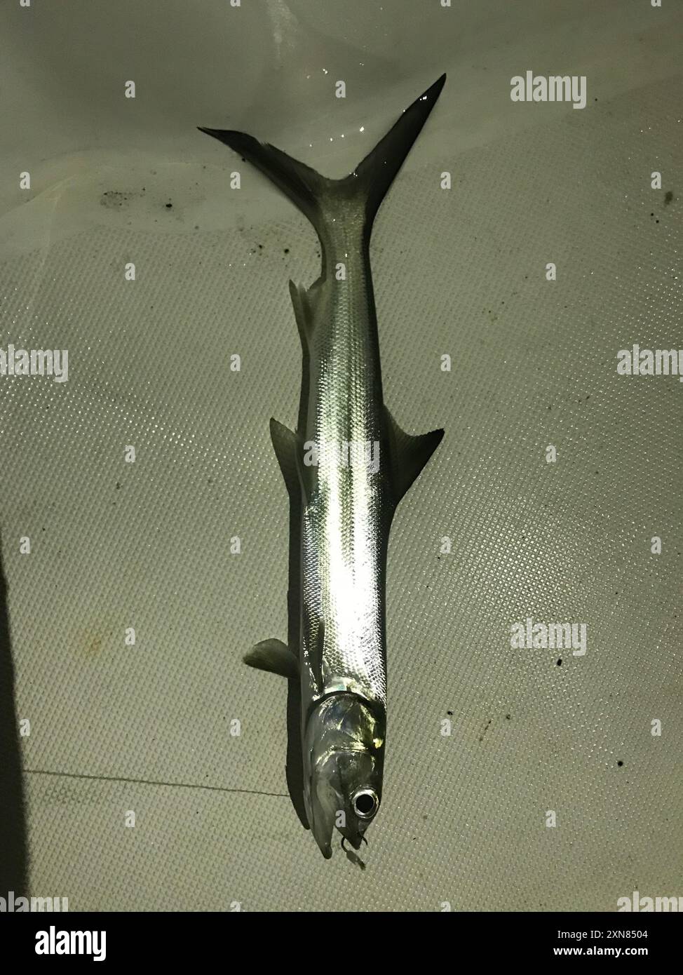 Ladyfish (Elops saurus) Actinopterygii Stock Photo - Alamy