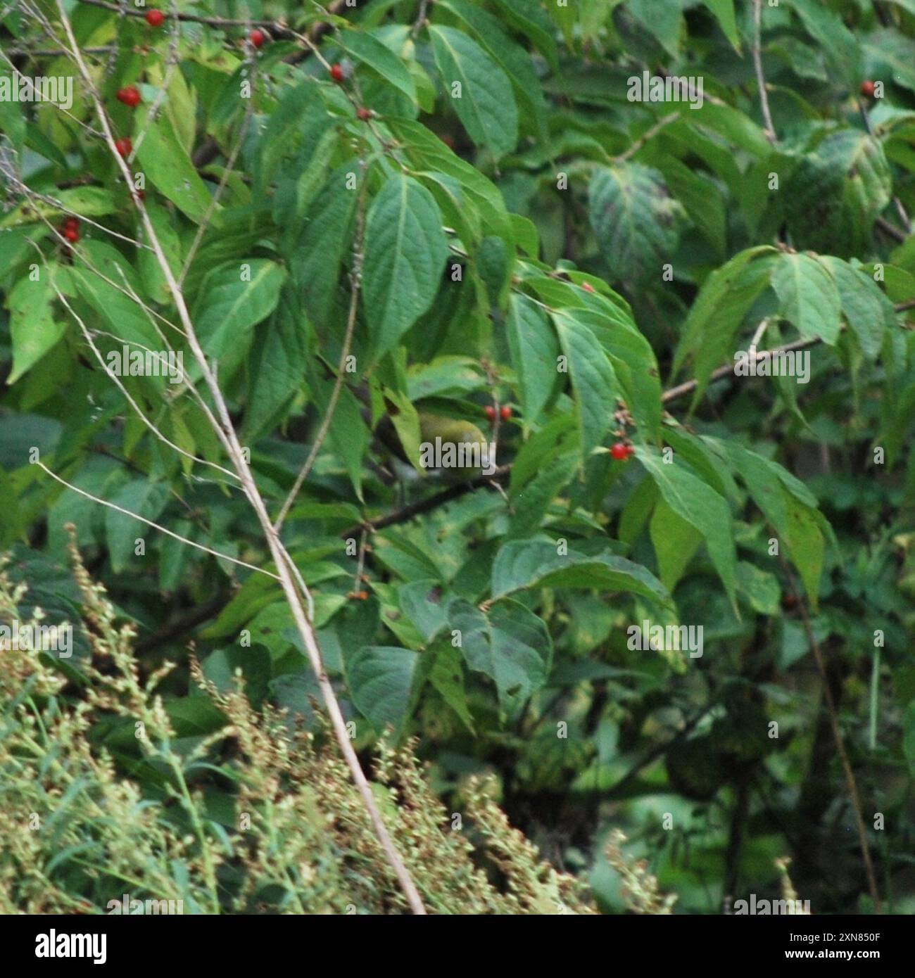 Chestnut flanked hi-res stock photography and images - Alamy