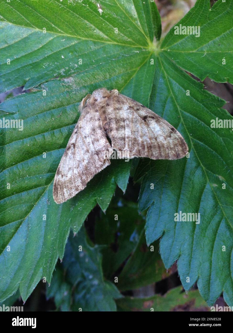 Spongy Moth (Lymantria dispar) Insecta Stock Photo - Alamy