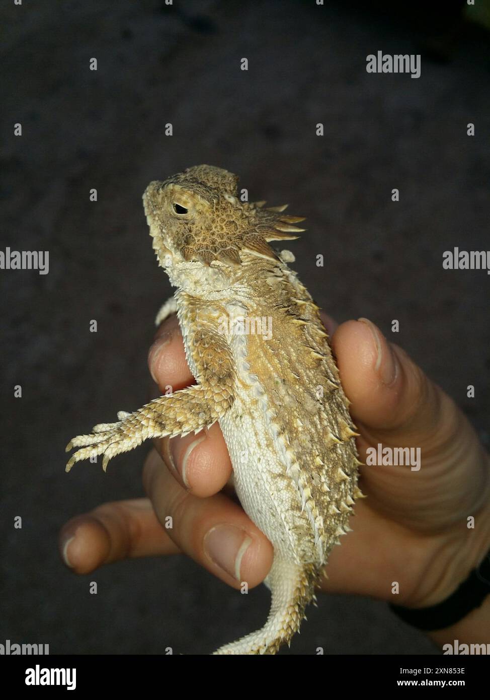 Regal horned lizard hi-res stock photography and images - Alamy