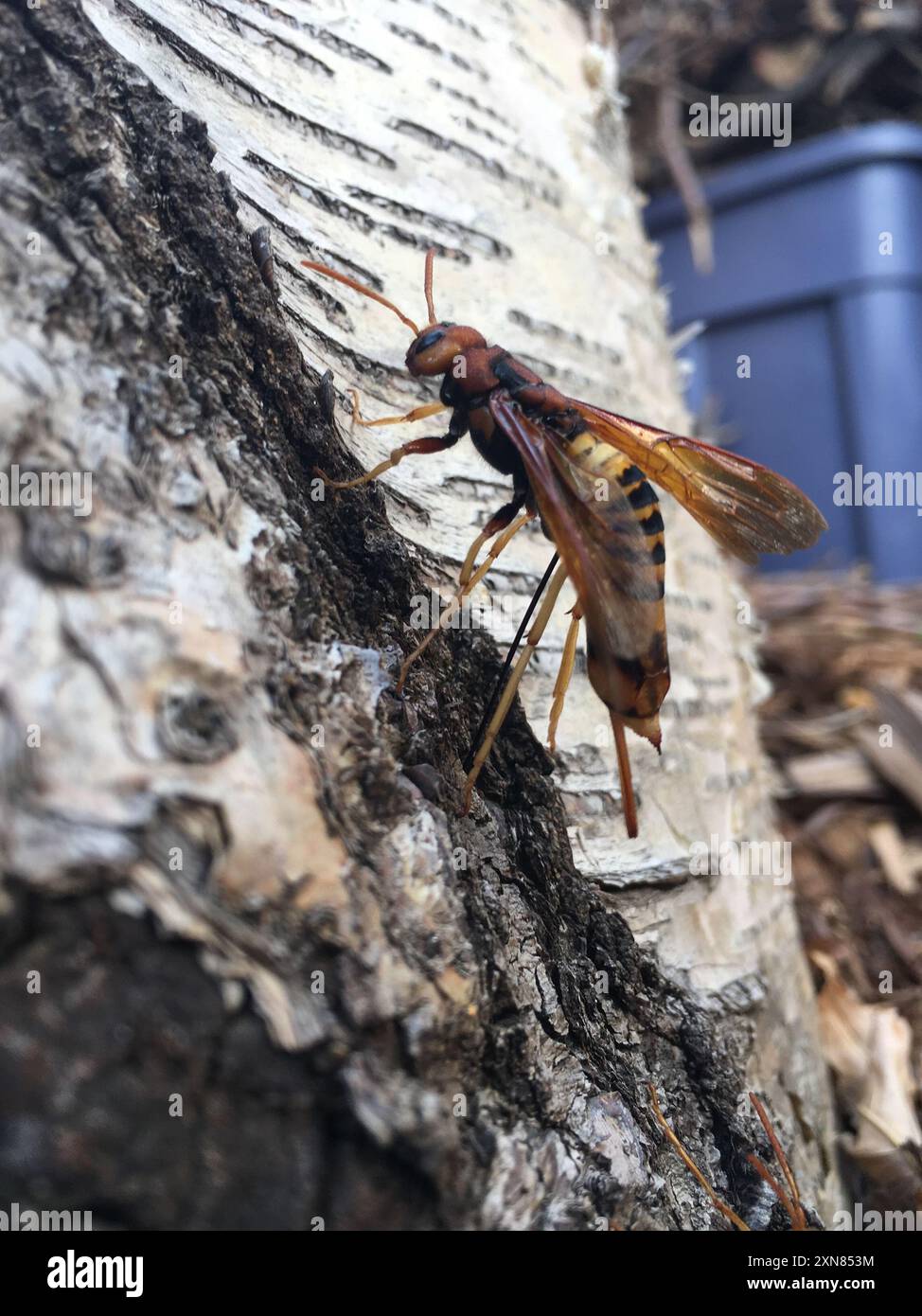 Pigeon Horntail (Tremex columba) Insecta Stock Photo - Alamy