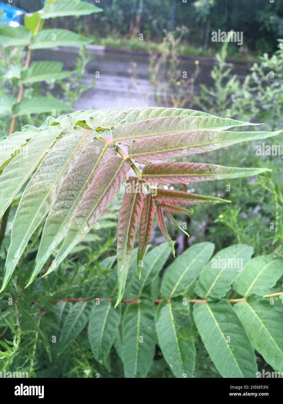 tree-of-heaven (Ailanthus altissima) Plantae Stock Photo - Alamy