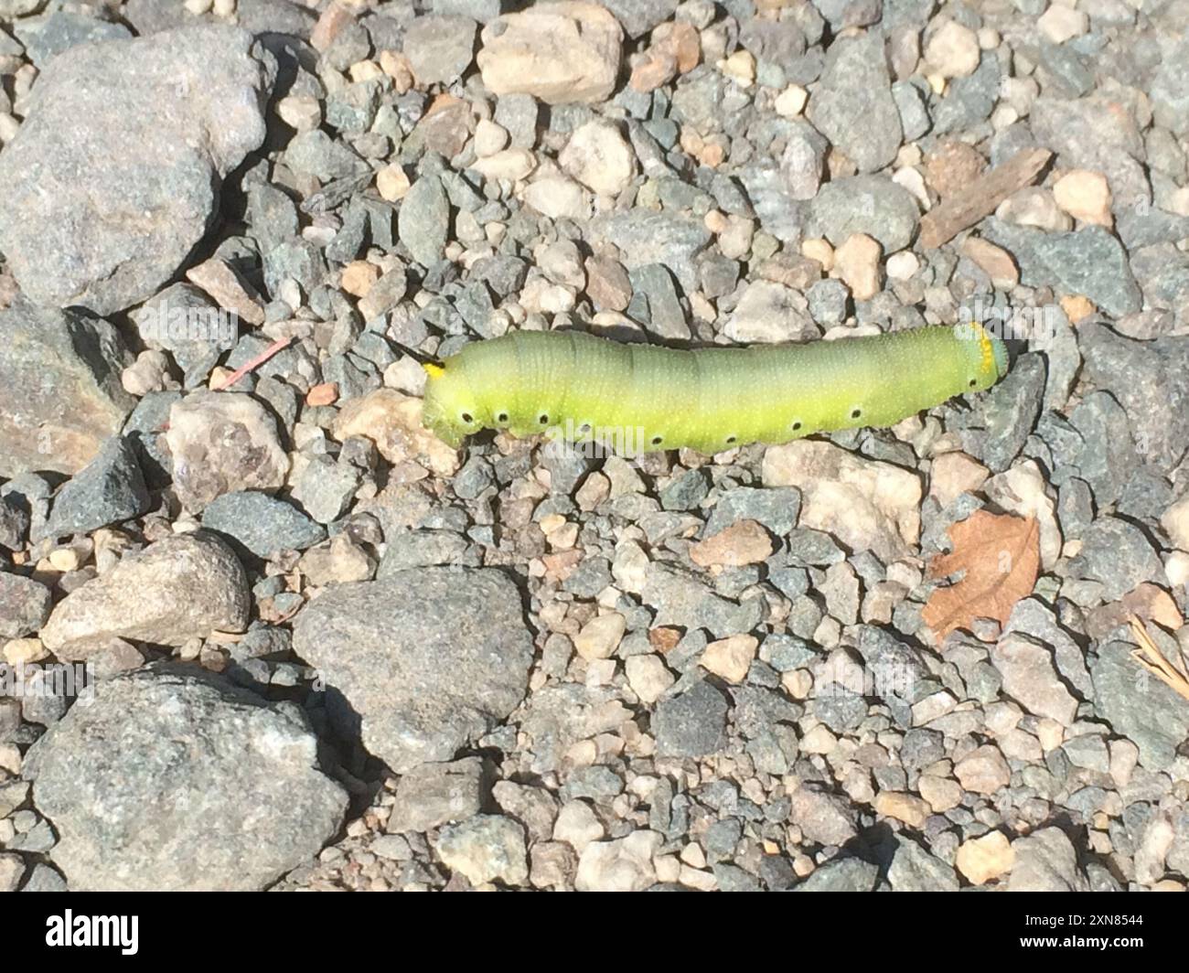 Snowberry Clearwing (Hemaris diffinis) Insecta Stock Photo - Alamy