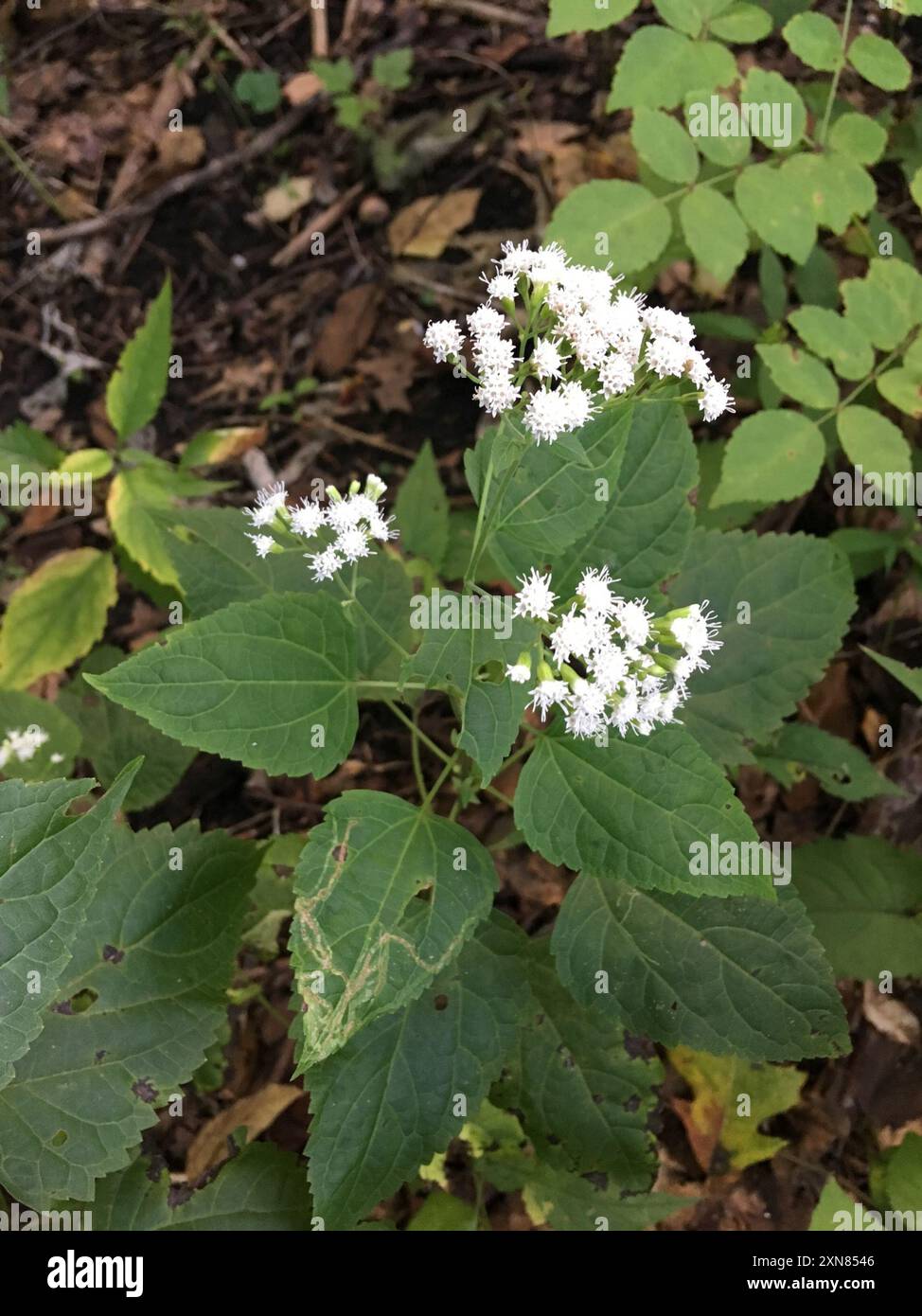 white snakeroot (Ageratina altissima) Plantae Stock Photo - Alamy