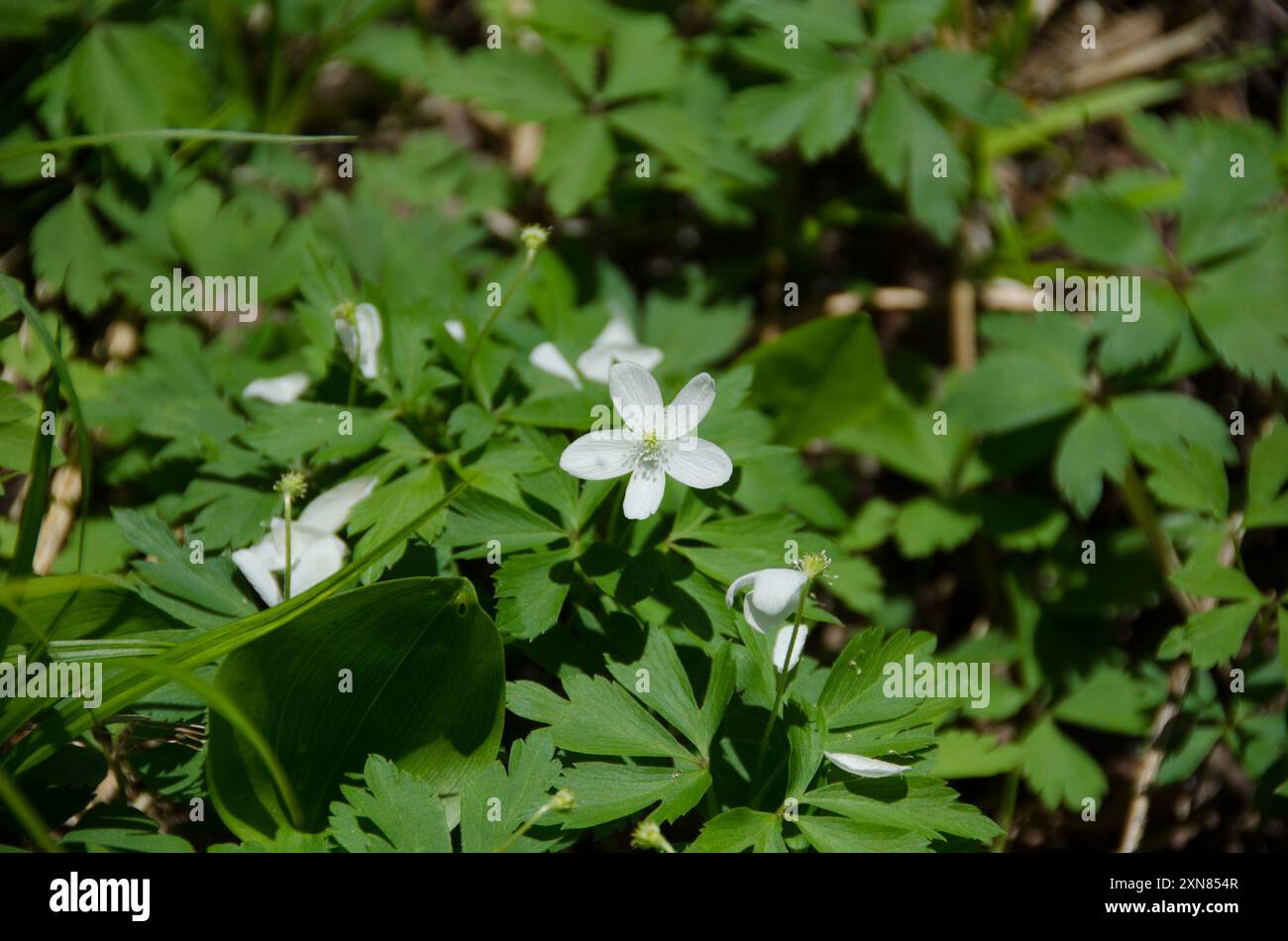 wood anemone (Anemonoides quinquefolia) Plantae Stock Photo - Alamy