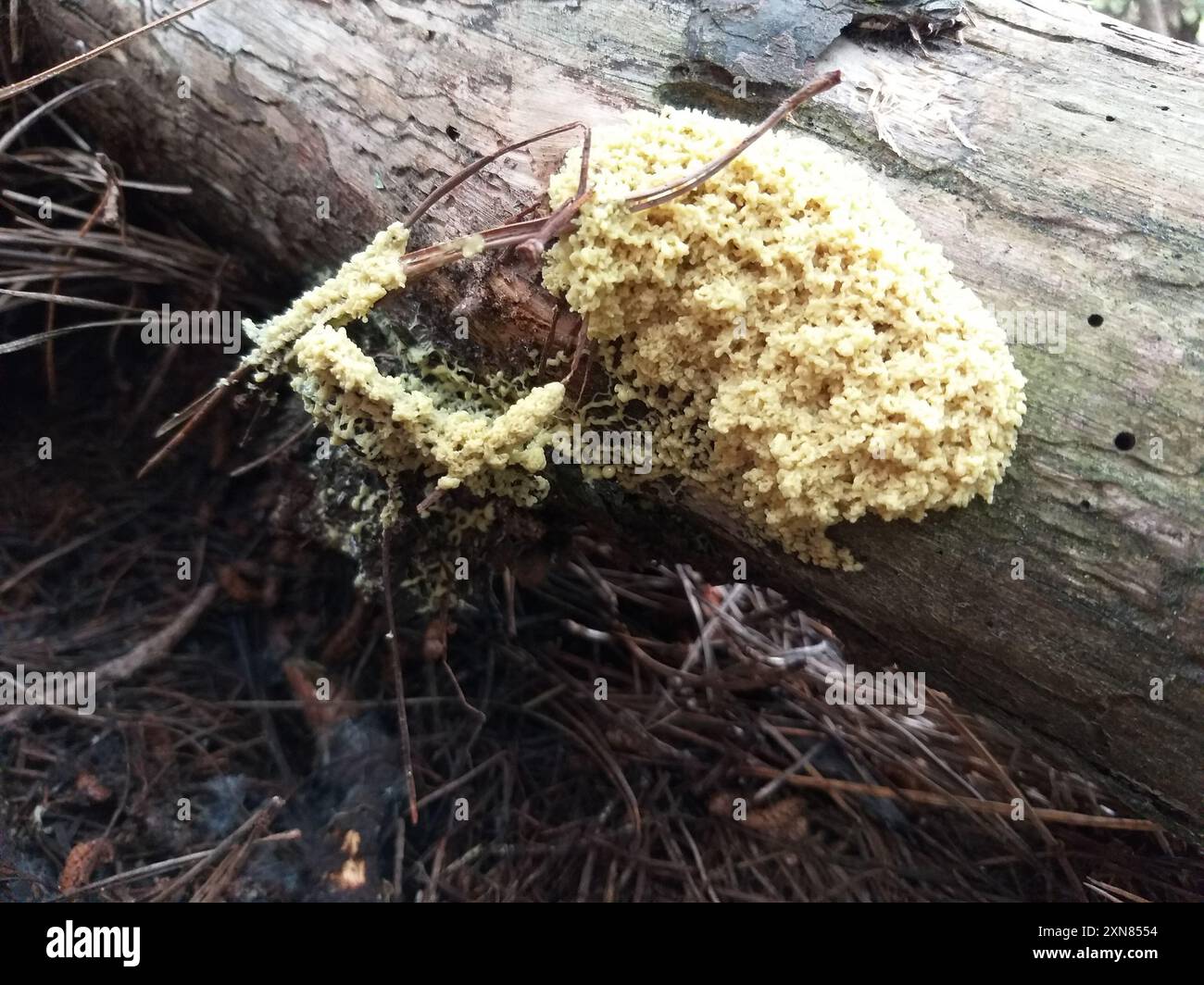 Dog Vomit Slime Mold (Fuligo septica) Protozoa Stock Photo - Alamy