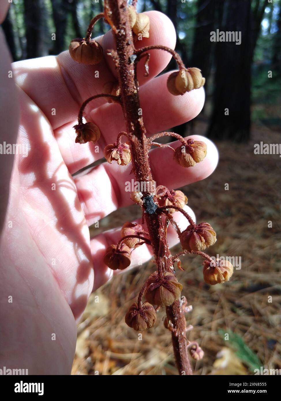 woodland pinedrops (Pterospora andromedea) Plantae Stock Photo - Alamy