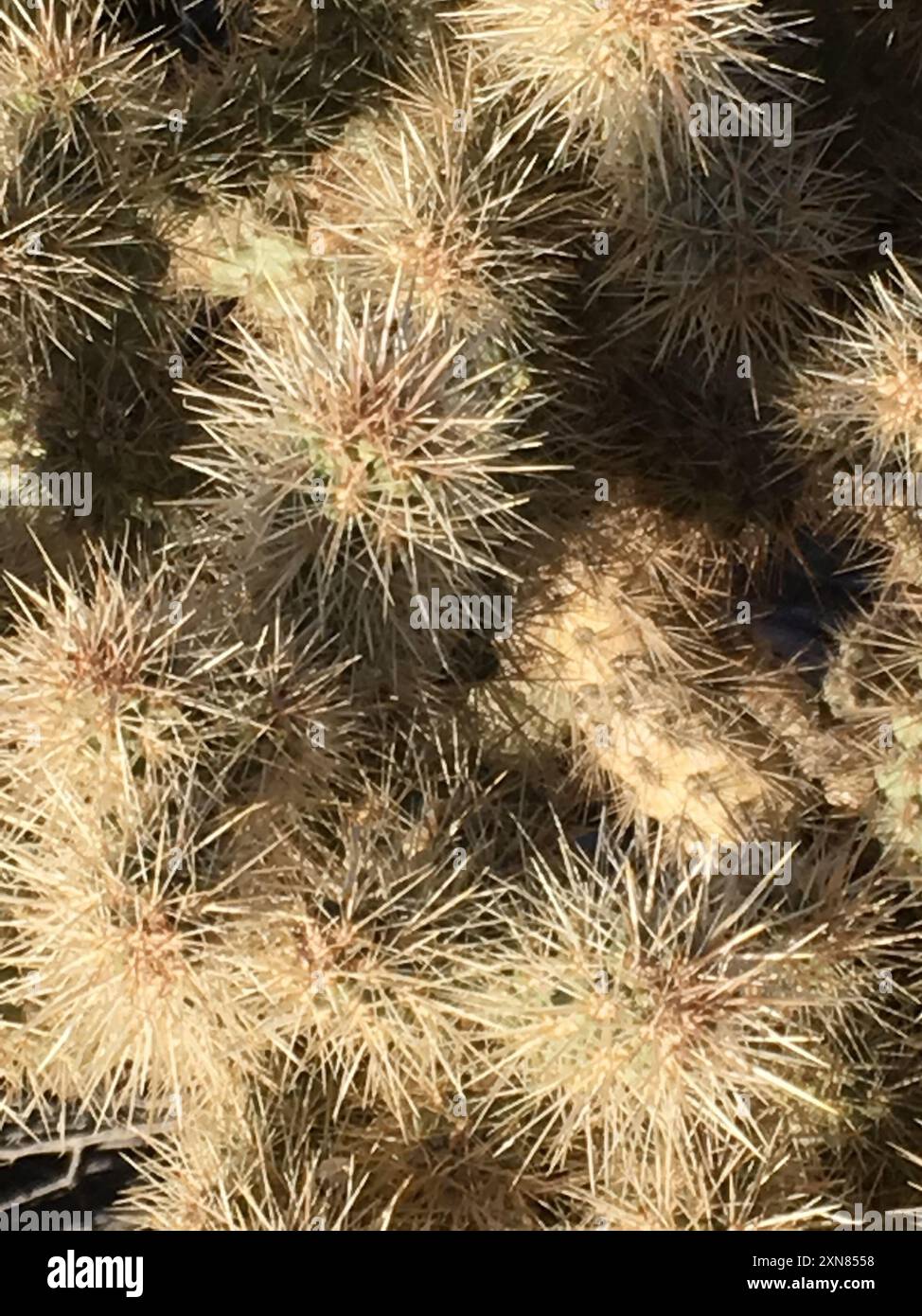 Silver Cholla (Cylindropuntia echinocarpa) Plantae Stock Photo - Alamy