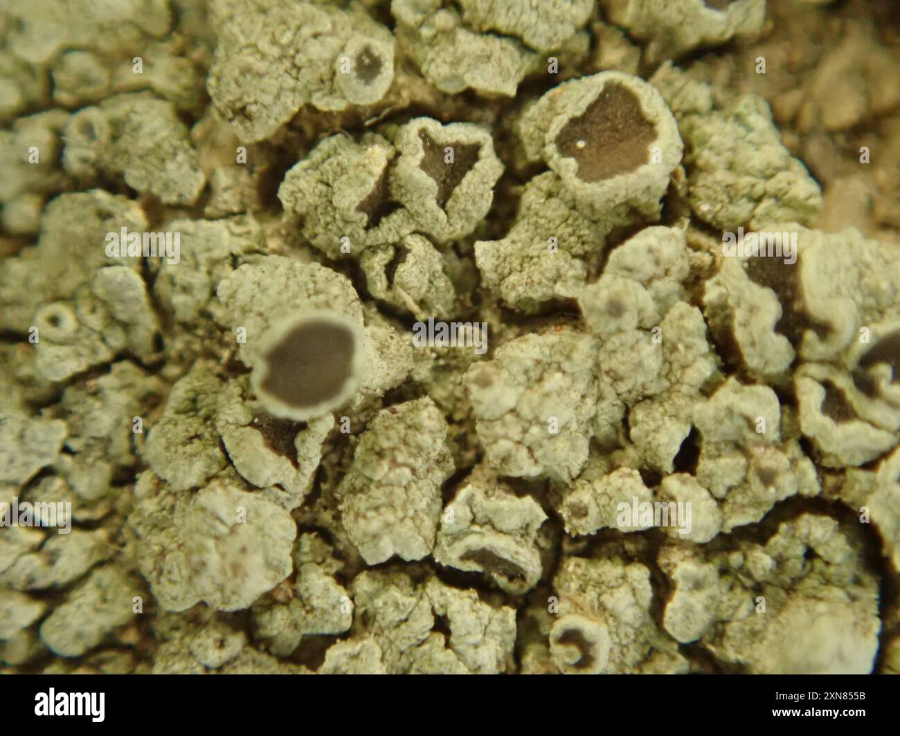 Ascomycete Fungi (Ascomycota) Fungi Stock Photo - Alamy