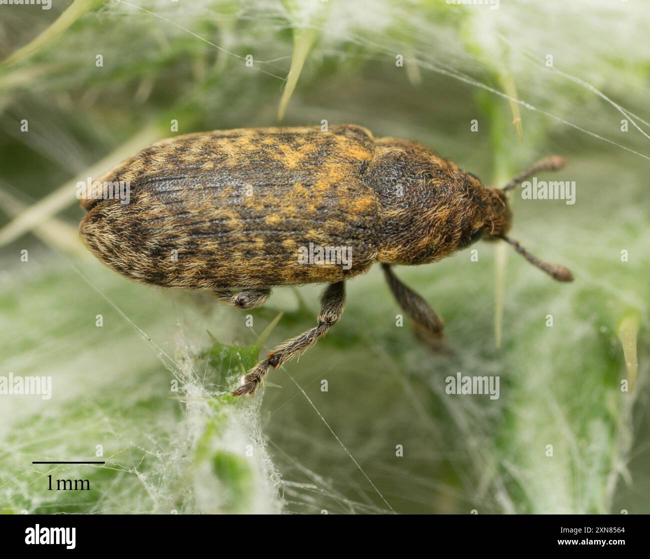 Nodding Thistle Receptacle Weevil (Rhinocyllus conicus) Insecta Stock ...