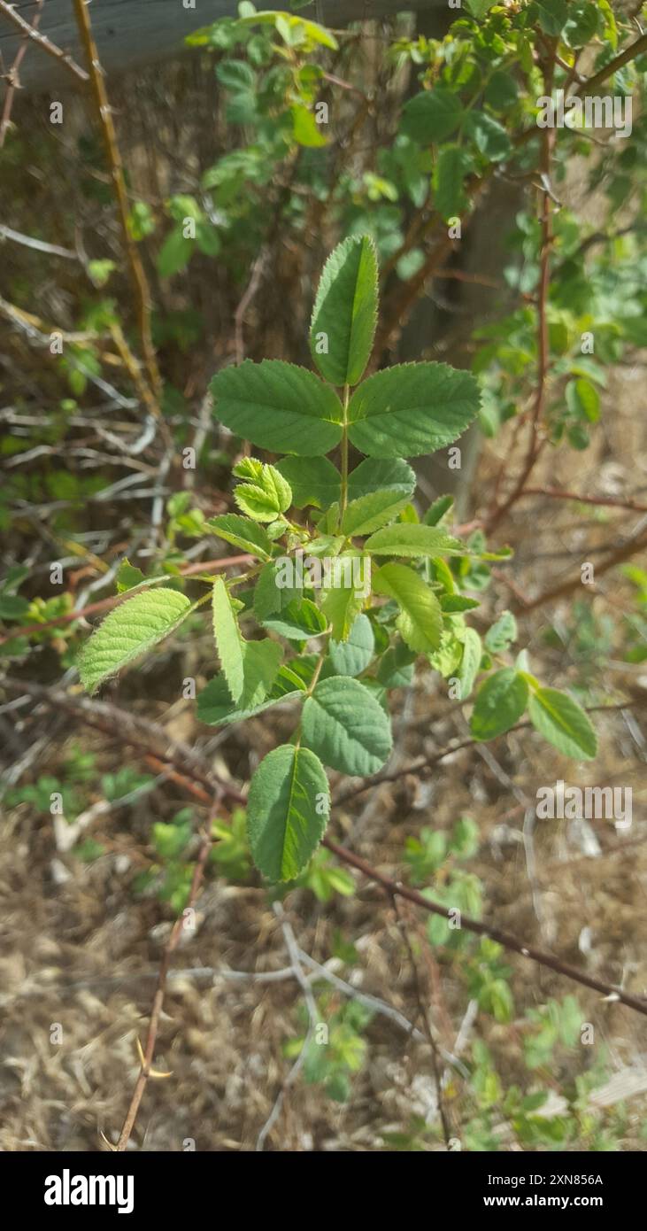 California Wild Rose (Rosa californica) Plantae Stock Photo - Alamy