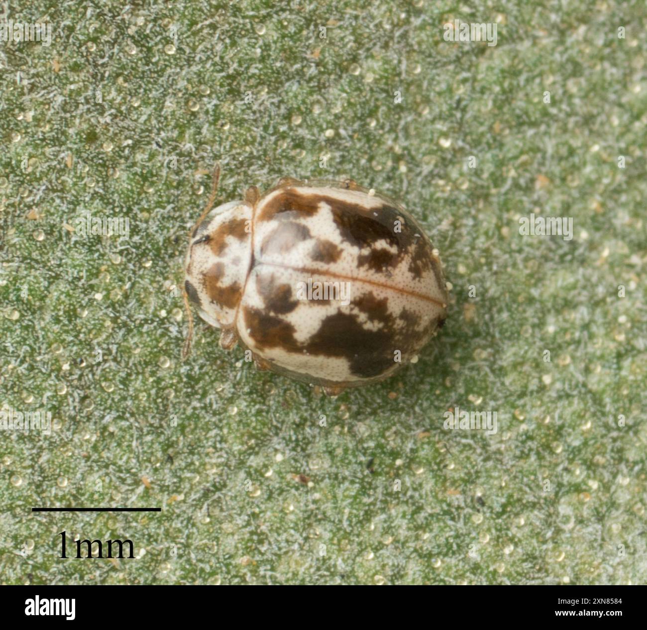 Kidney-spotted Fairy Lady Beetle (Psyllobora renifer) Insecta Stock ...