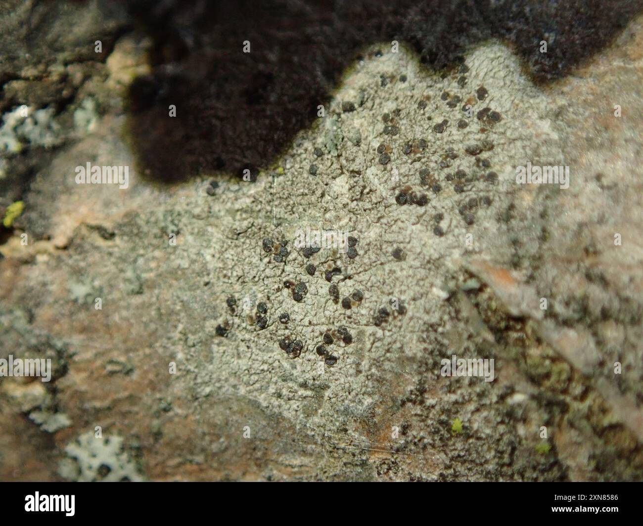 Variable Brown Dotlets (Lecidea varians) Fungi Stock Photo - Alamy