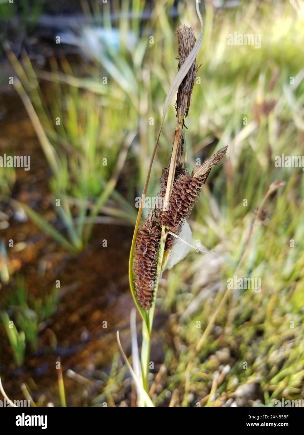 water sedge (Carex aquatilis) Plantae Stock Photo - Alamy