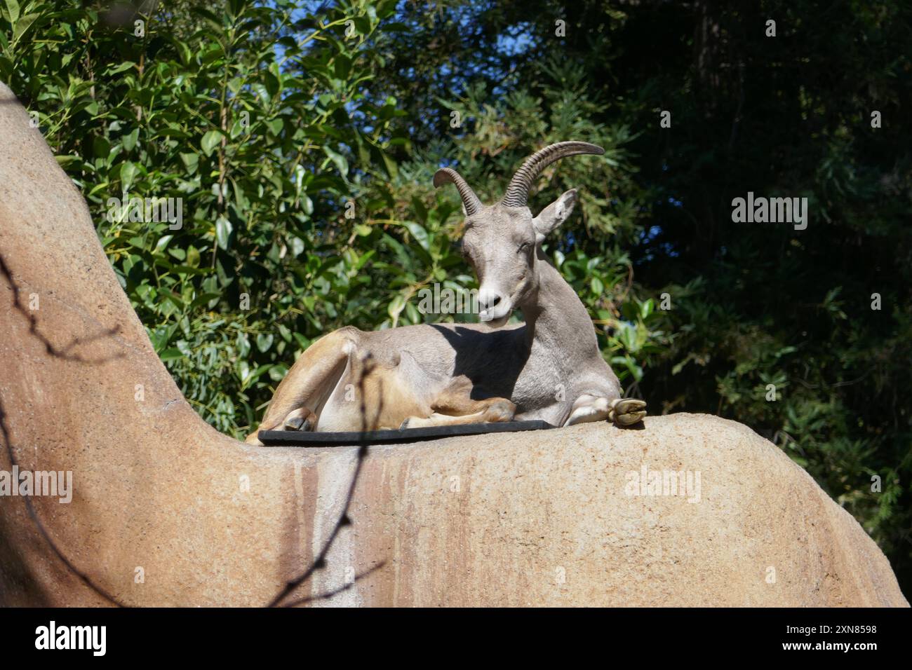 Los Angeles, California, USA 29th July 2024 Desert Bighorn Sheep at LA ...