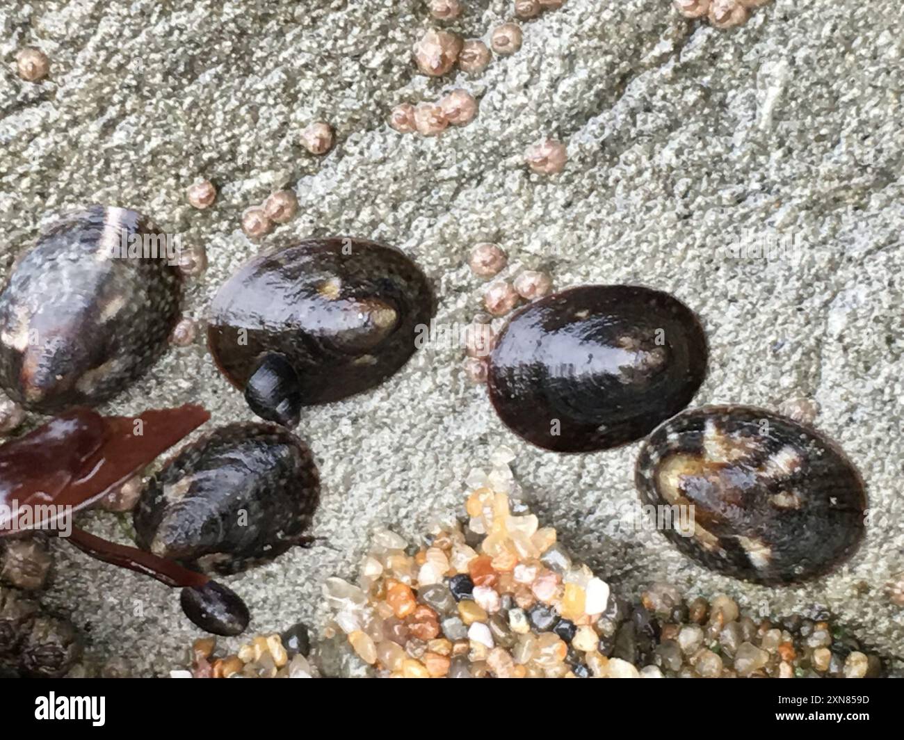True Limpets (Patellogastropoda) Mollusca Stock Photo - Alamy