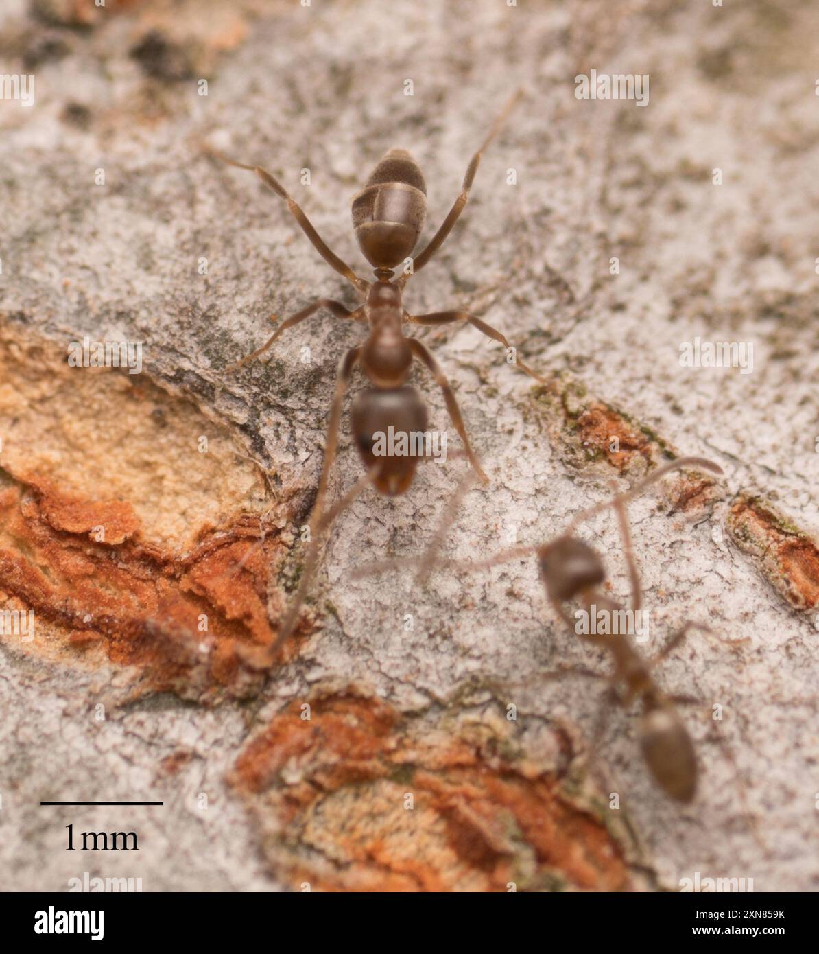 Argentine Ant (Linepithema humile) Insecta Stock Photo - Alamy