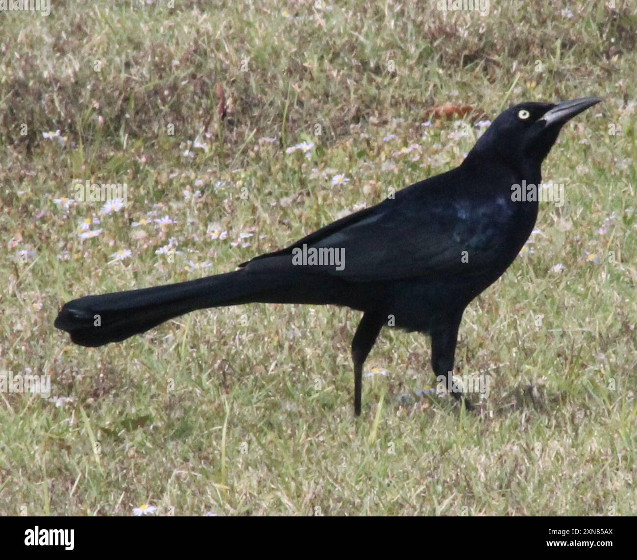 Great-tailed Grackle (Quiscalus mexicanus) Aves Stock Photo - Alamy