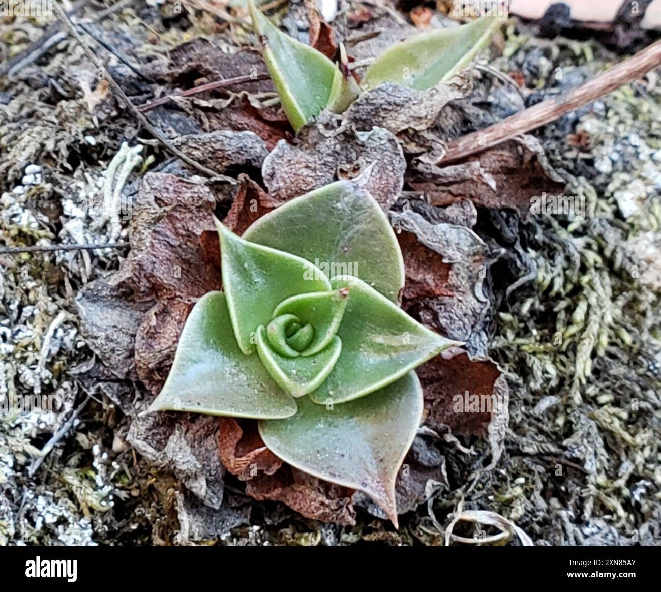 Canyon liveforever (Dudleya cymosa) Plantae Stock Photo - Alamy