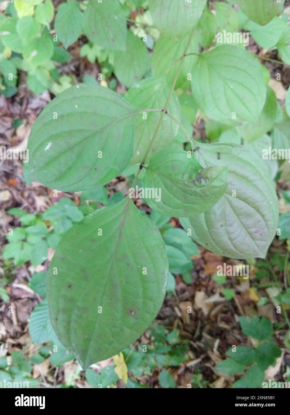 common dogwood (Cornus sanguinea) Plantae Stock Photo - Alamy