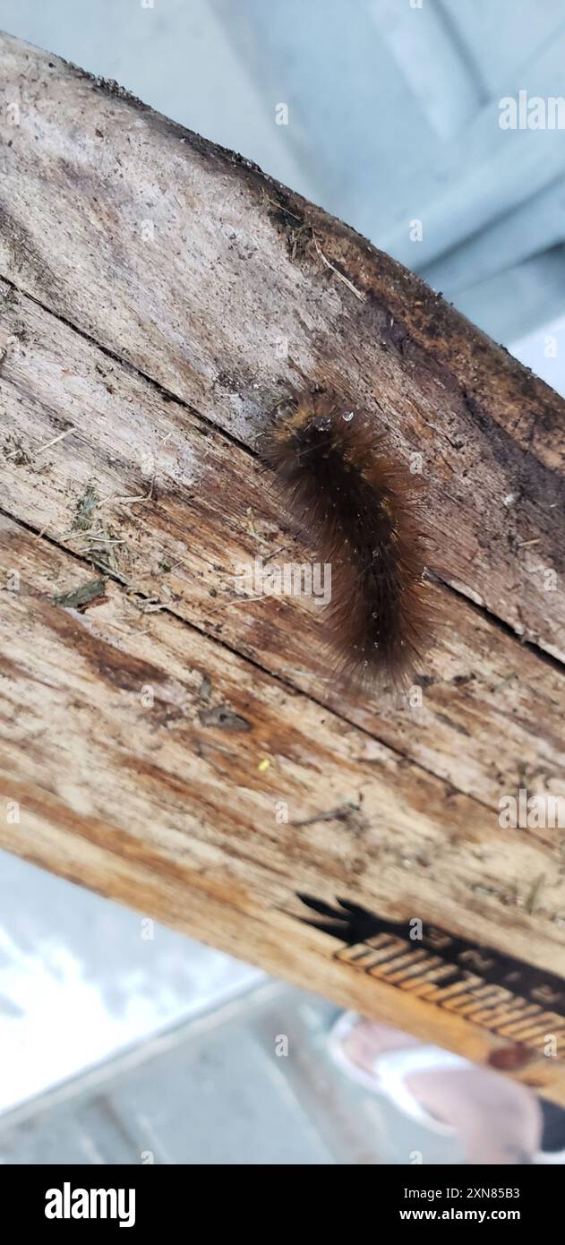 Salt Marsh Moth (Estigmene acrea) Insecta Stock Photo - Alamy