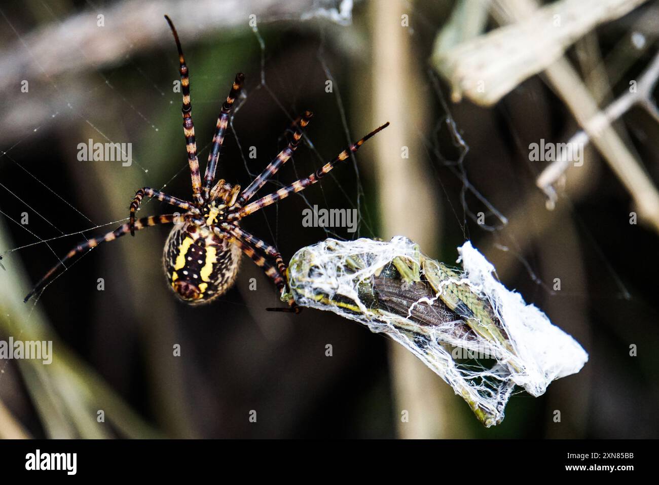 Banded Garden Spider (Argiope trifasciata) Arachnida Stock Photo - Alamy