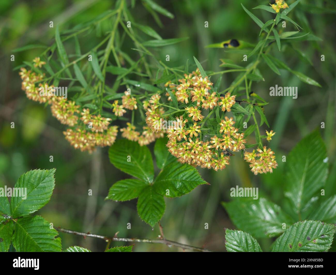 asters and allies (Astereae) Plantae Stock Photo - Alamy