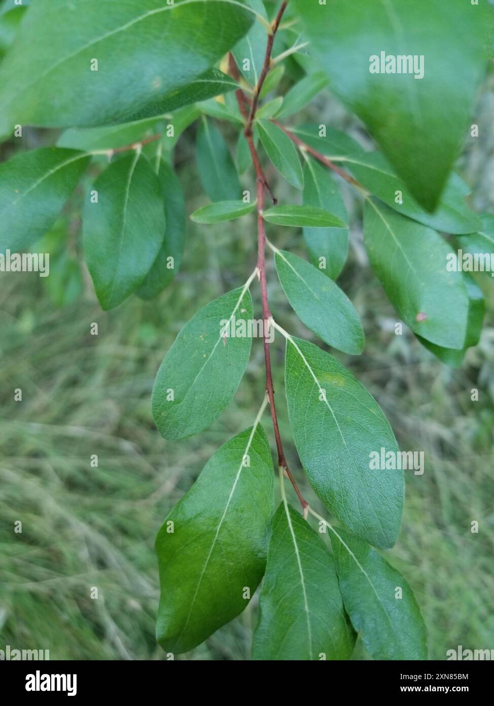 bebb's willow (Salix bebbiana) Plantae Stock Photo - Alamy