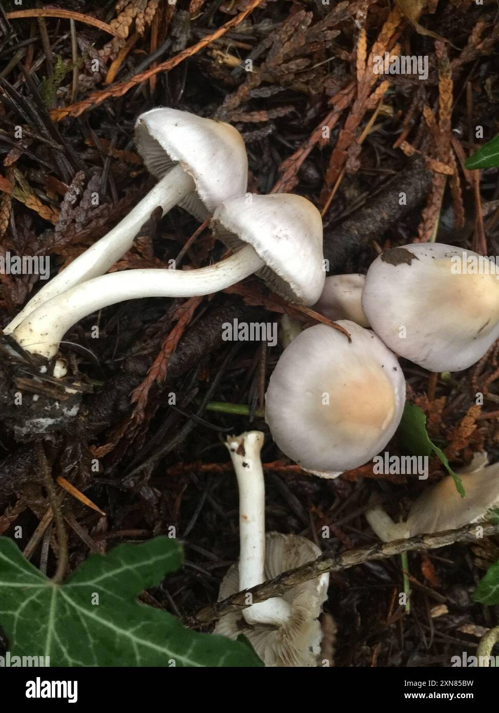 Inocybe lilacina hi-res stock photography and images - Alamy