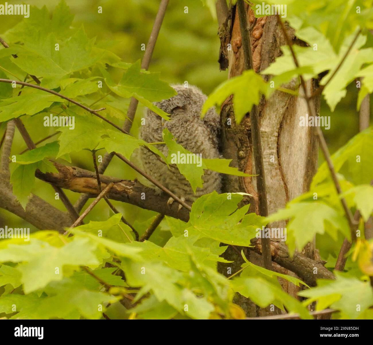 Eastern Screech-Owl (Megascops asio) Aves Stock Photo - Alamy