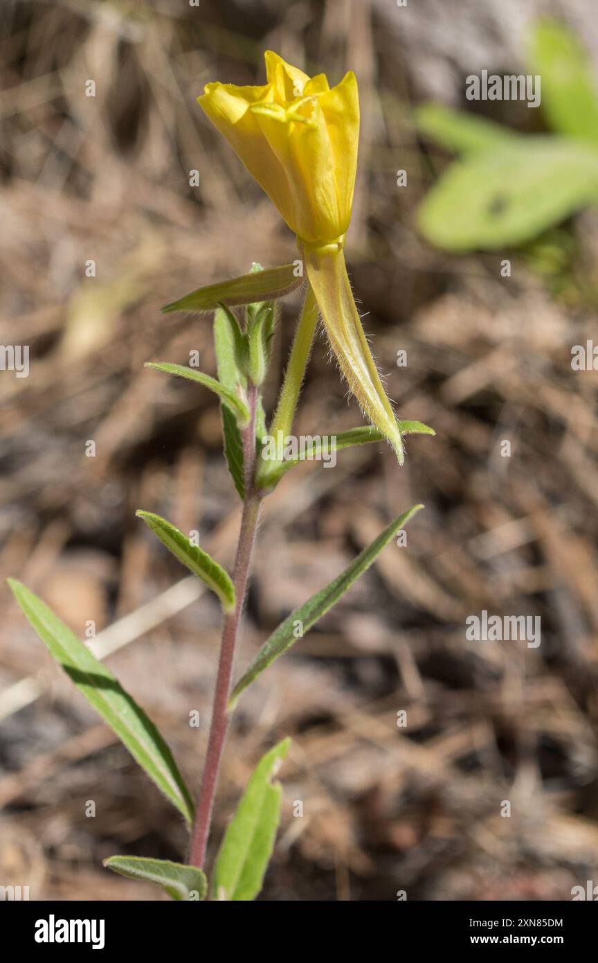 tall evening primrose (Oenothera elata) Plantae Stock Photo - Alamy