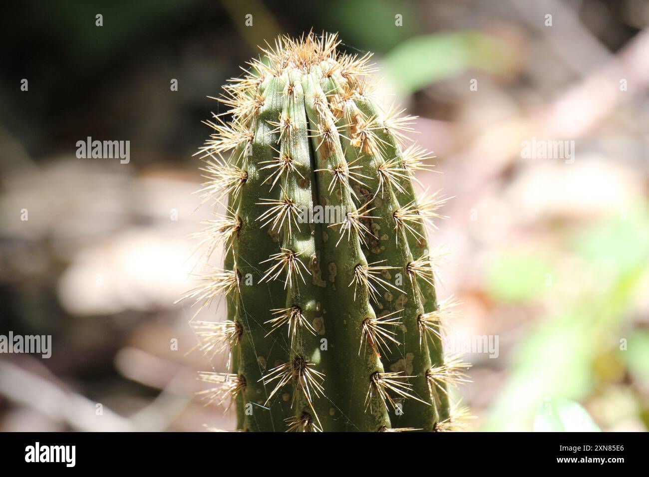 Key tree cactus (Pilosocereus robinii) Plantae Stock Photo - Alamy