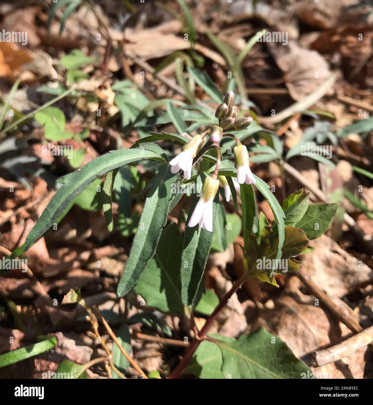 cut-leaved toothwort (Cardamine concatenata) Plantae Stock Photo - Alamy