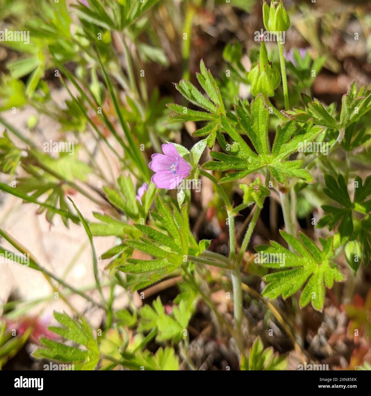 Cut-leaved crane's-bill (Geranium dissectum) Plantae Stock Photo - Alamy