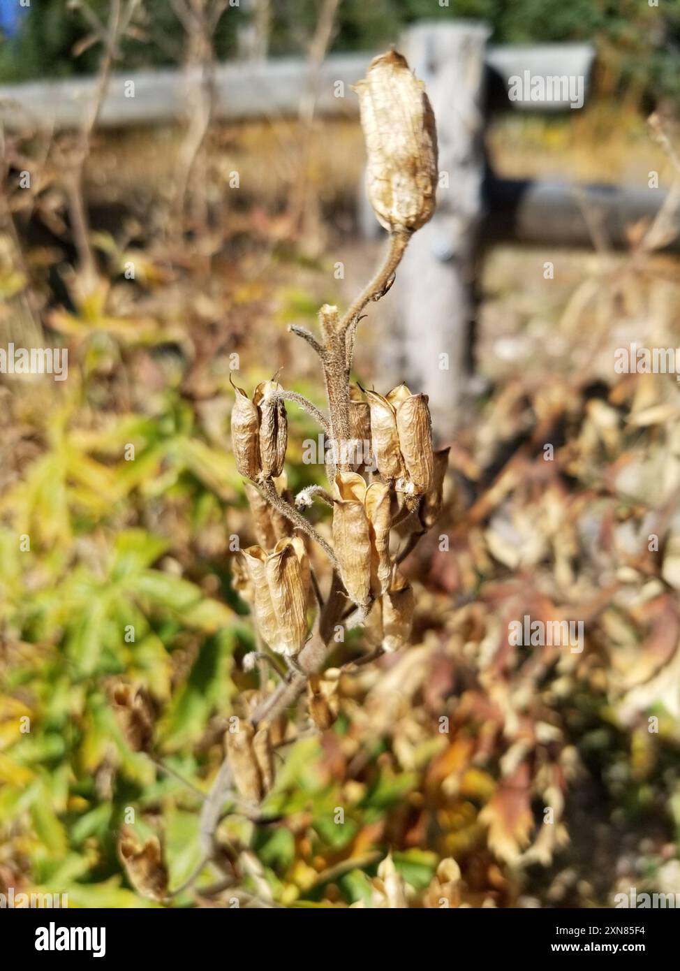 Subalpine Larkspur (Delphinium barbeyi) Plantae Stock Photo - Alamy