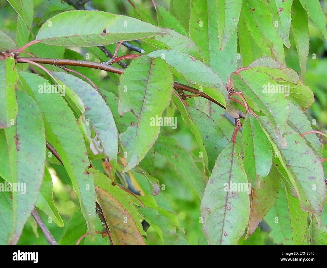 fire cherry (Prunus pensylvanica) Plantae Stock Photo - Alamy