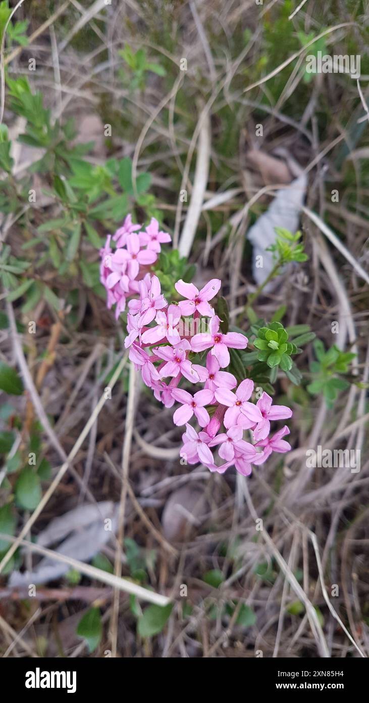 Rose Daphne (Daphne cneorum) Plantae Stock Photo - Alamy