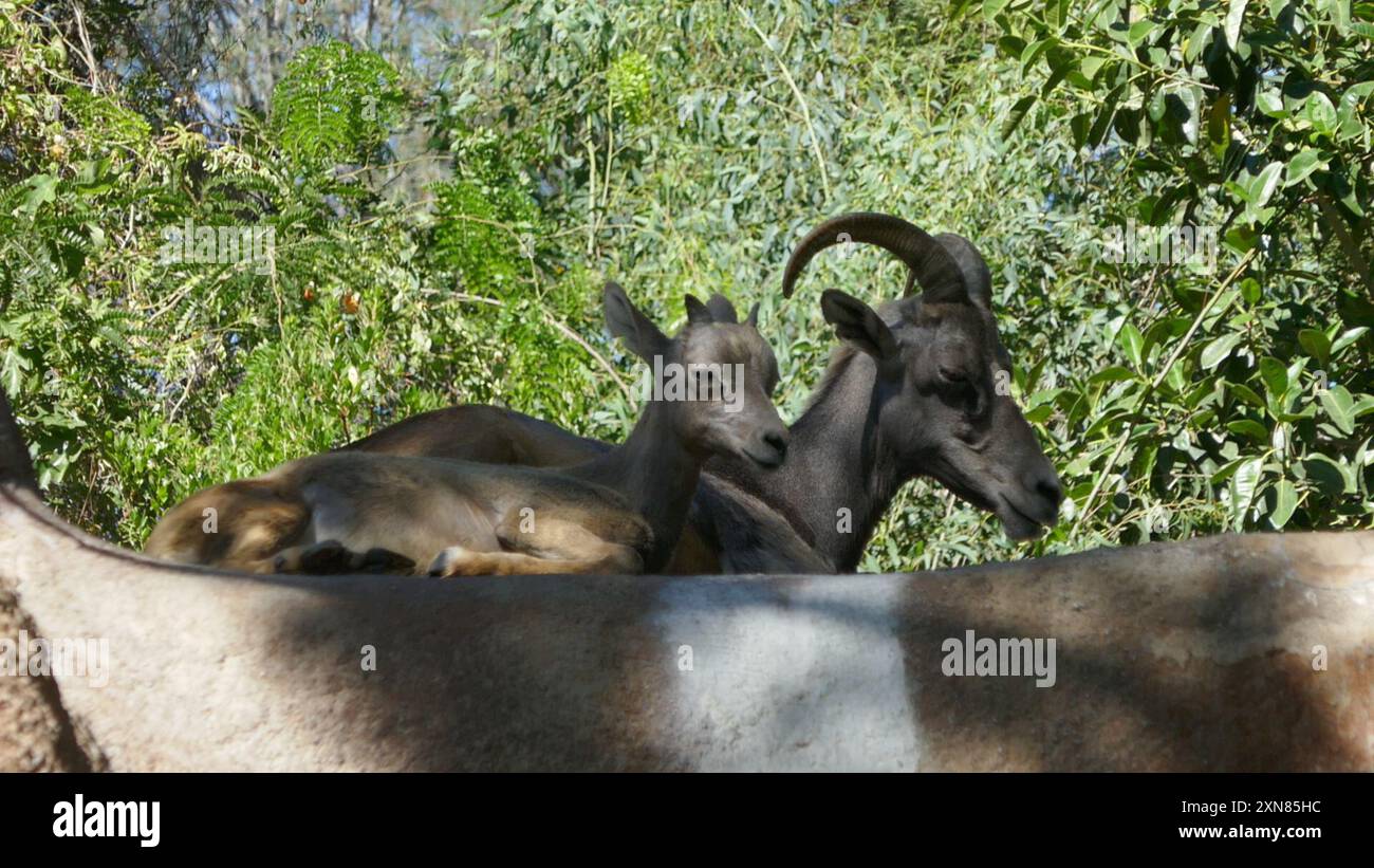 Los Angeles, California, USA 29th July 2024 Desert Bighorn Sheep at LA ...