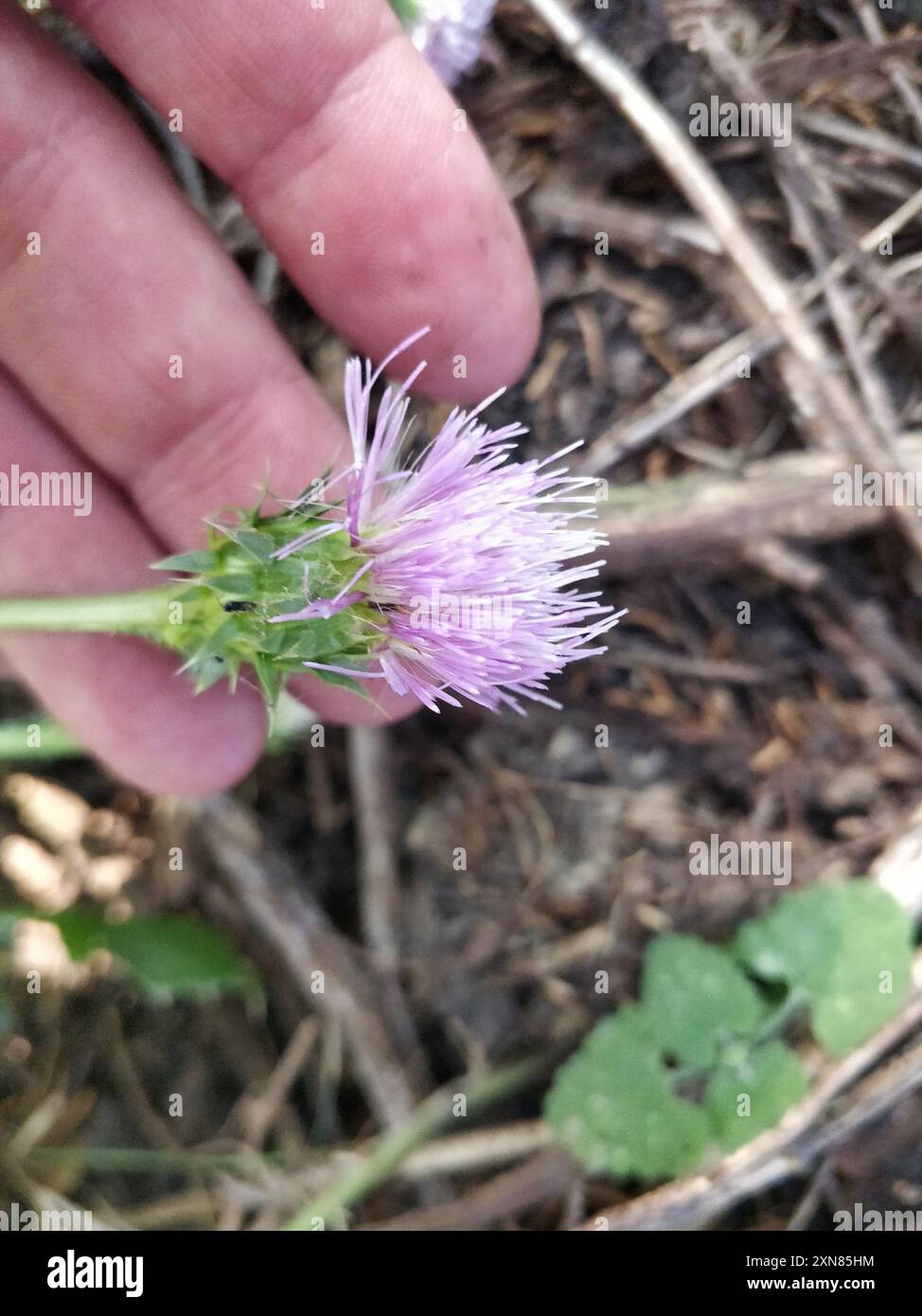 Broad-winged Thistle (Carduus acanthoides) Plantae Stock Photo - Alamy