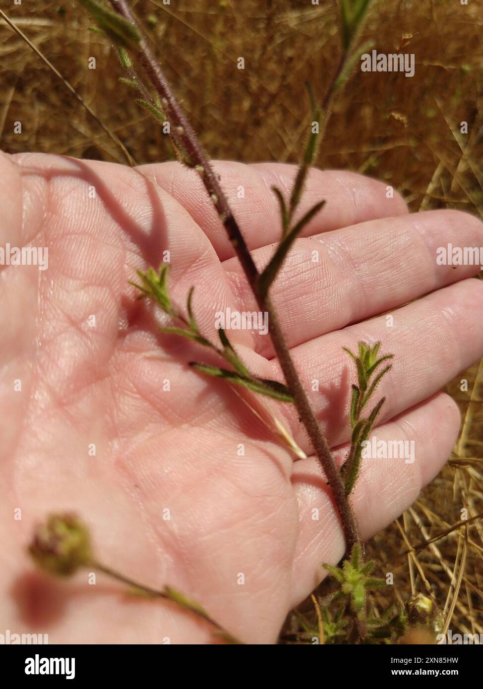 Woodrush tarweed (Hemizonia congesta luzulifolia) Plantae Stock Photo ...