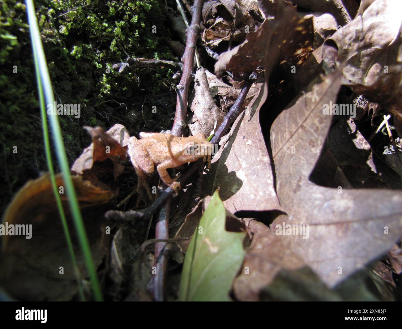 Spring Peeper (Pseudacris crucifer) Amphibia Stock Photo - Alamy