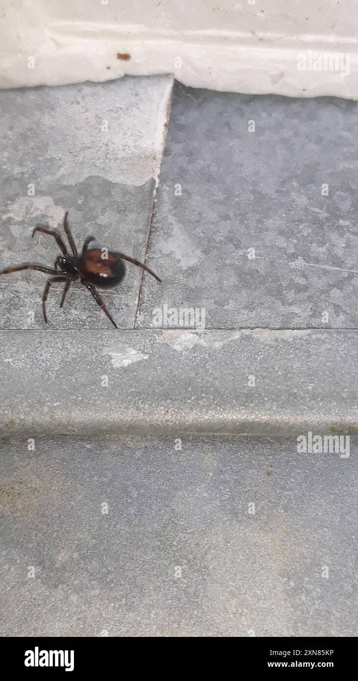 Rabbit Hutch Spider (Steatoda bipunctata) Arachnida Stock Photo - Alamy